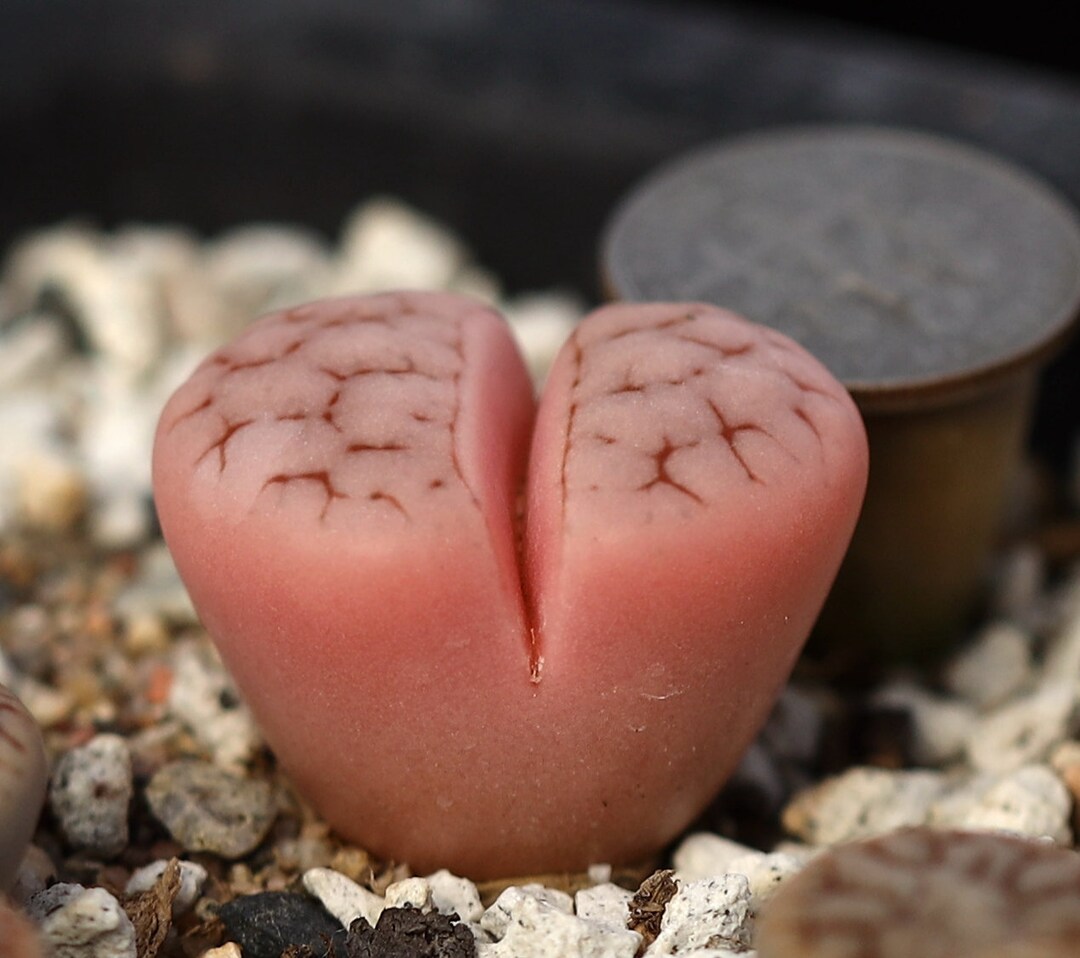 Plant Lithops Gracilidelineata pink - Etsy