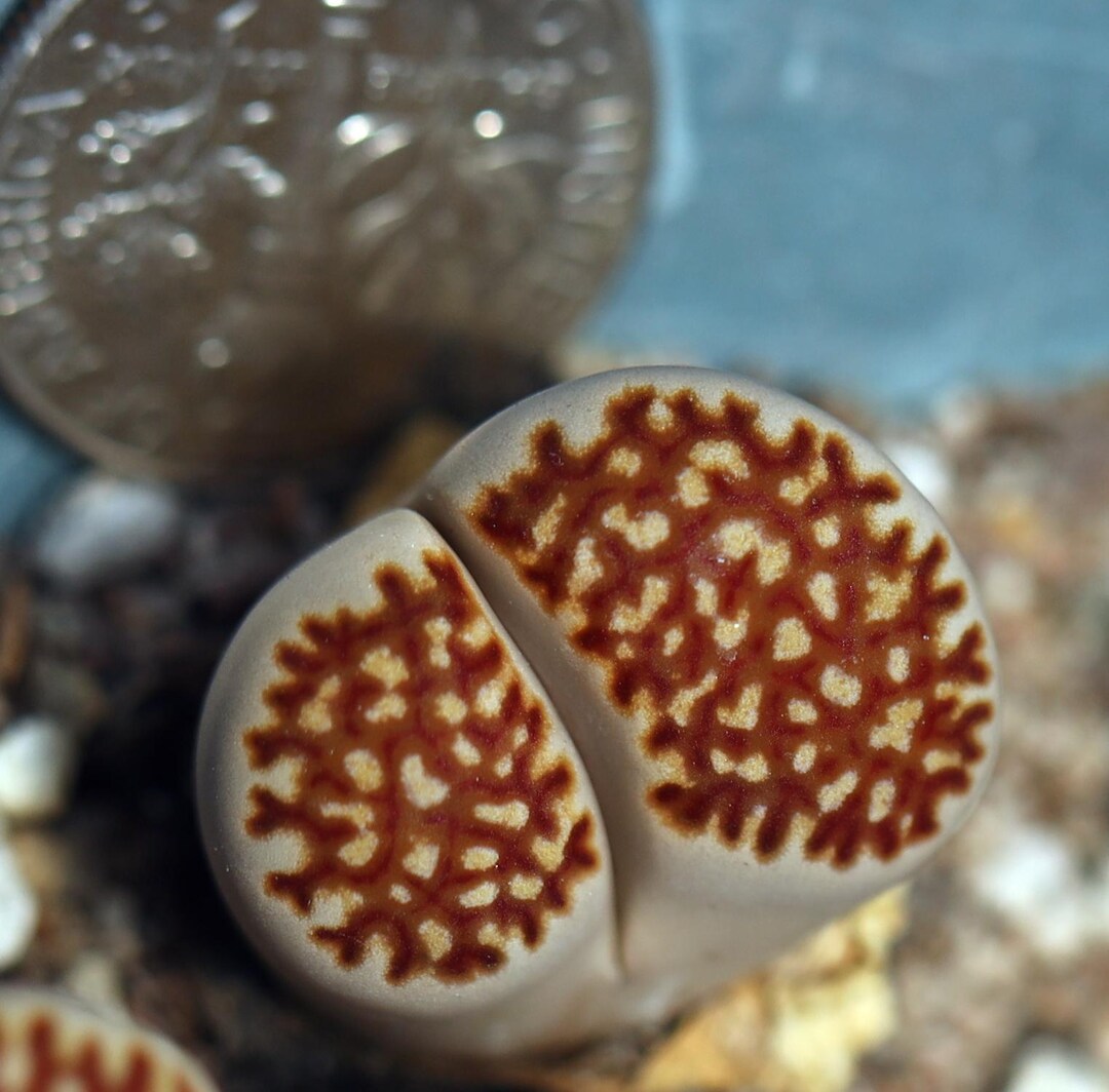 Plant - Lithops Julii C259 ‘red Line’ - Etsy
