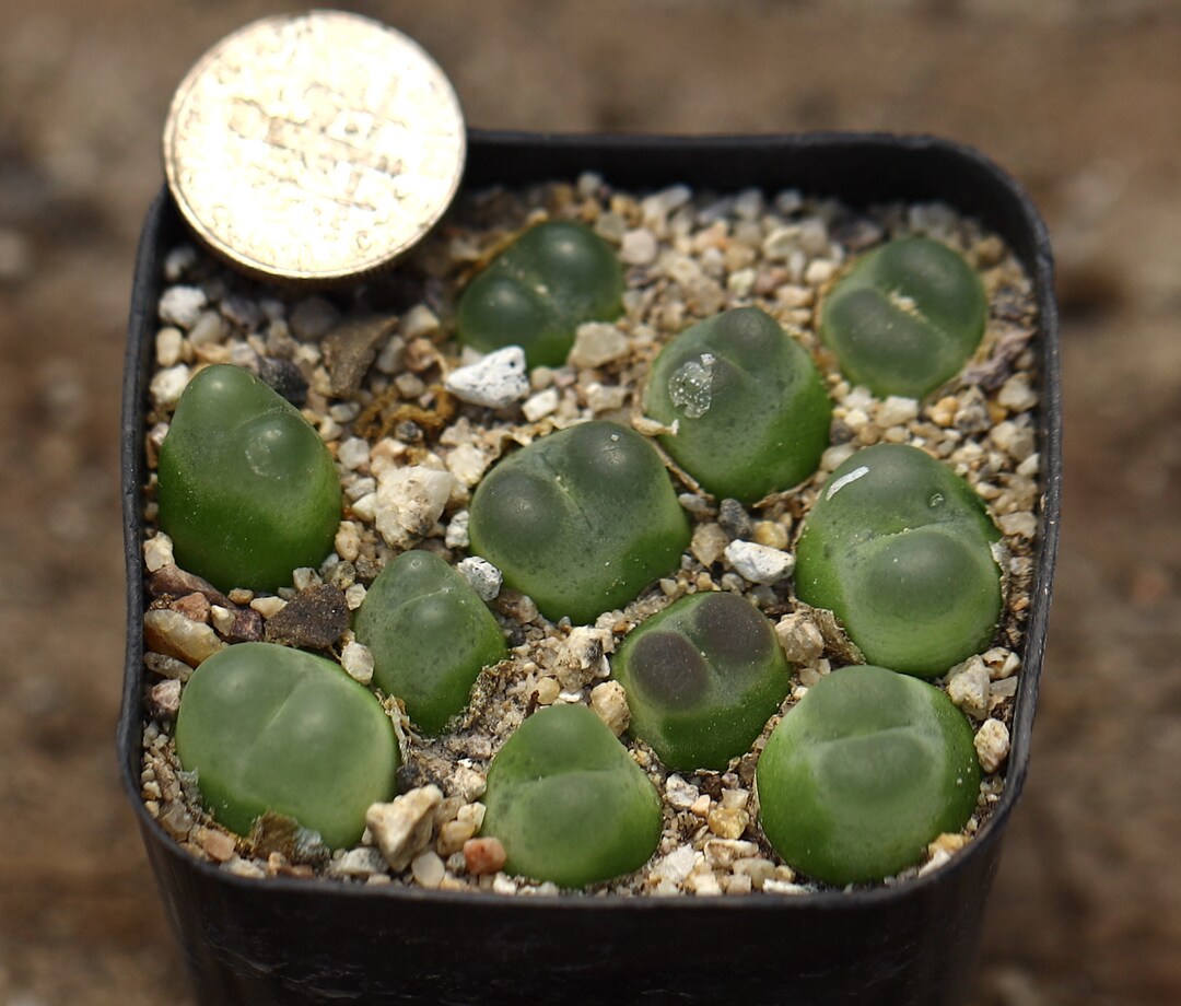 Plant-full Pot- Conophytum Ratum SH1200 - Etsy