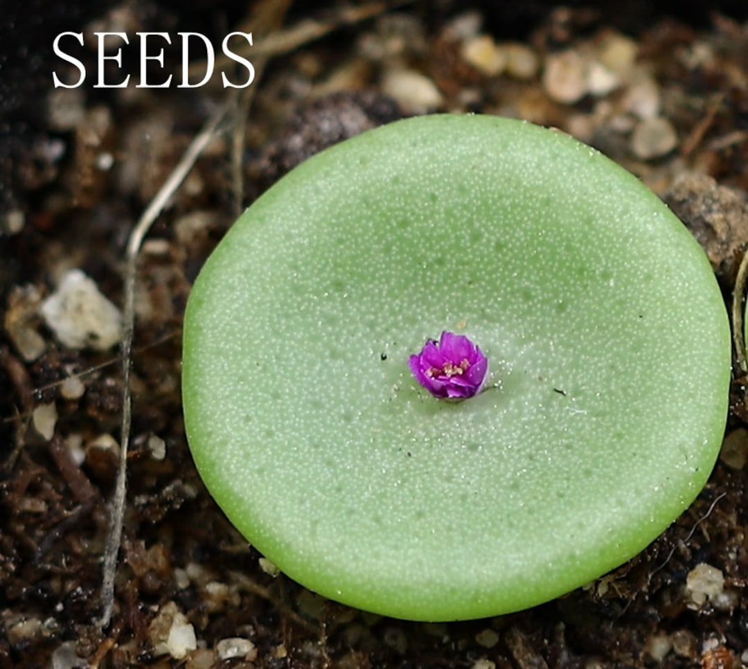 SEEDS- Conophytum Crateriforme 20seeds - Etsy