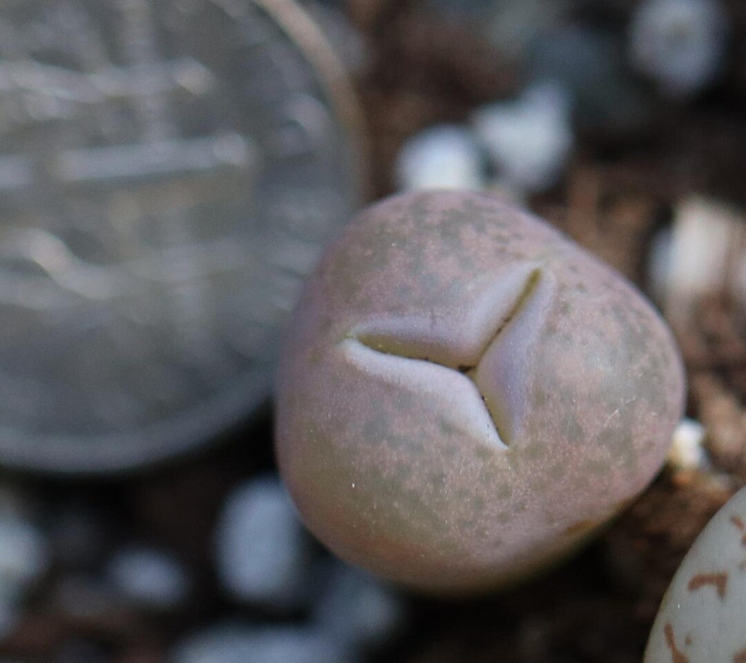 Plant - Lithops Localis Trident - Etsy