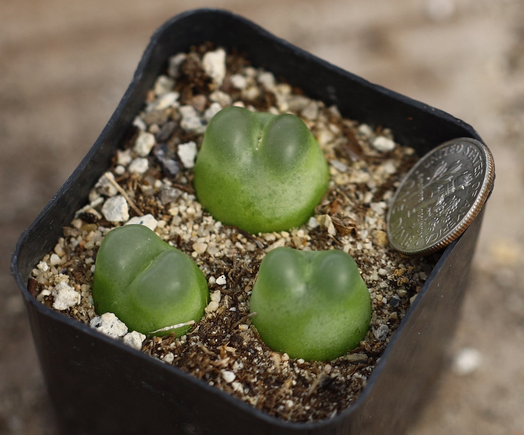 Plant-full Pot- Conophytum Ratum SH1200 - Etsy