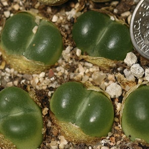 Plant-one-conophytum Ratum Horn - Etsy