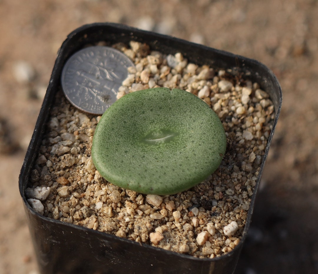 Plant - Conophytum Crateriforme - Etsy