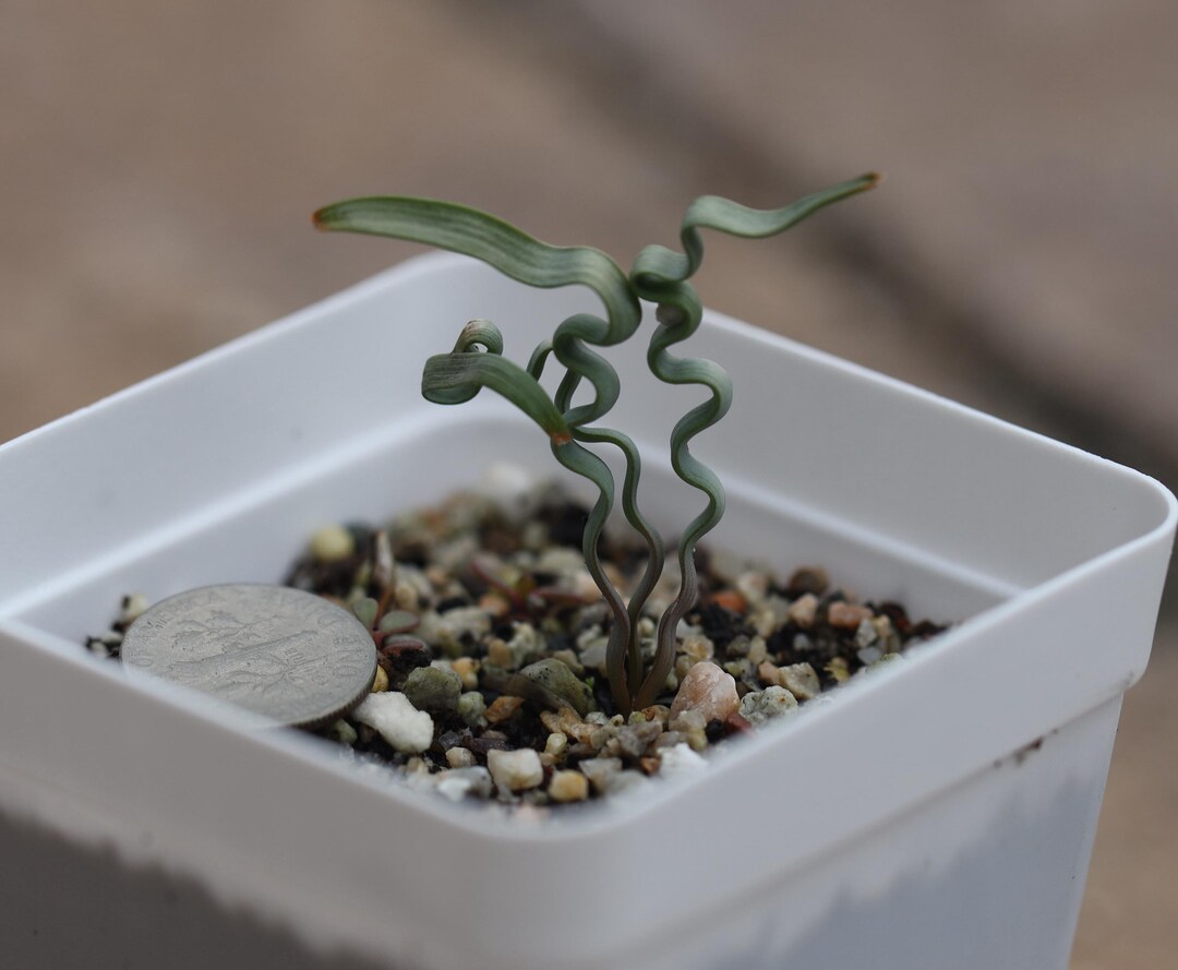 Plant - Trachyandra Tortilis - Etsy