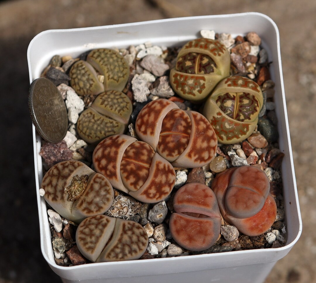 Plant Full Pot Lithops Combination - Etsy