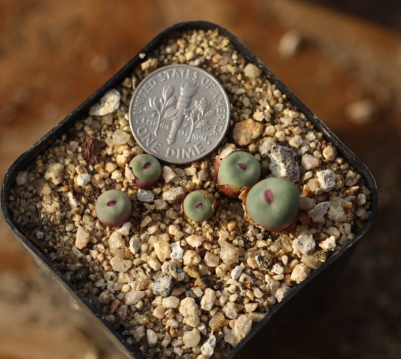 Plant -5- Conophytum Pageae Full Pot - Etsy