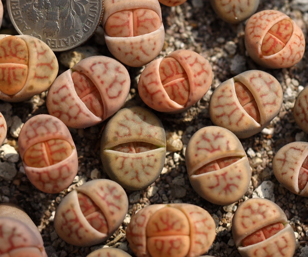 Plant-1- Lithops Schwantesii PVB8347 - Etsy