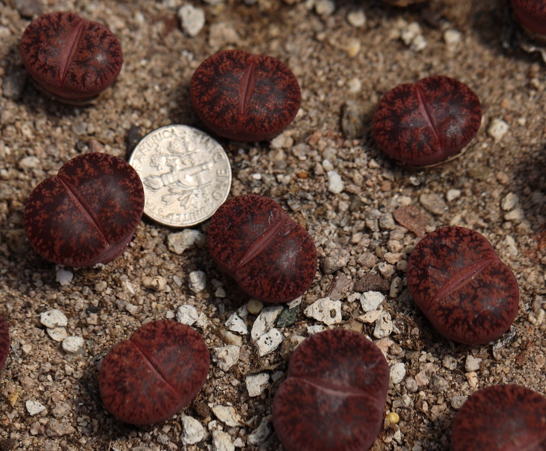 Plant -1- Lithops Lesliei “fred‘s Redhorn” - Etsy