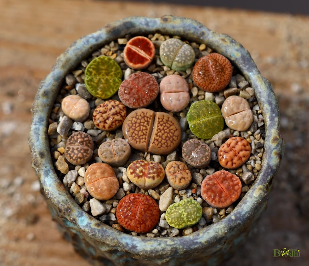 Plants - 1 - Randomly - Lithops 0.7” - Living Stone - Succulent ...