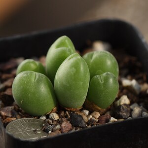 Plant -full Pot- Gibbaeum Pilosulum - Etsy