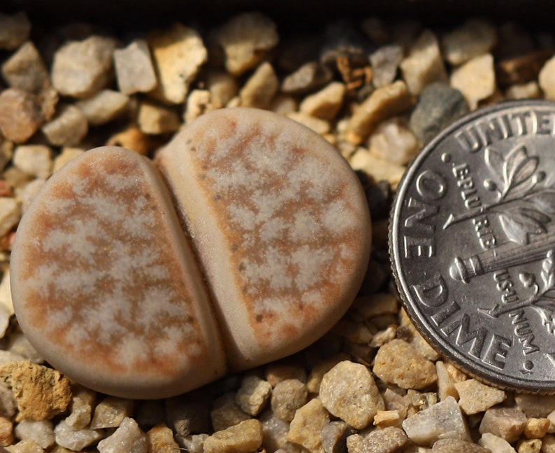 Plant Lithops Gracilidelineata 'brandcafé' | Etsy
