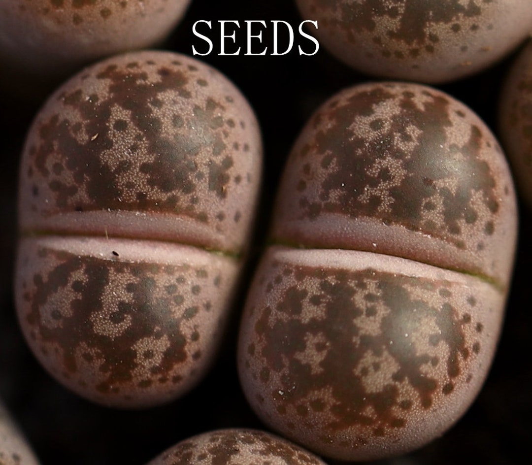 SEEDS- Lithops Coleorum C396 20seeds - Etsy