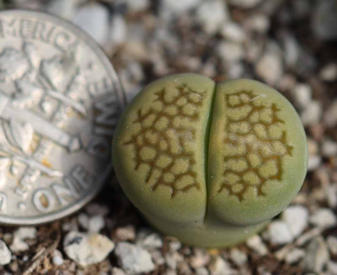 Plant Lithops Hallii sakkies Green - Etsy