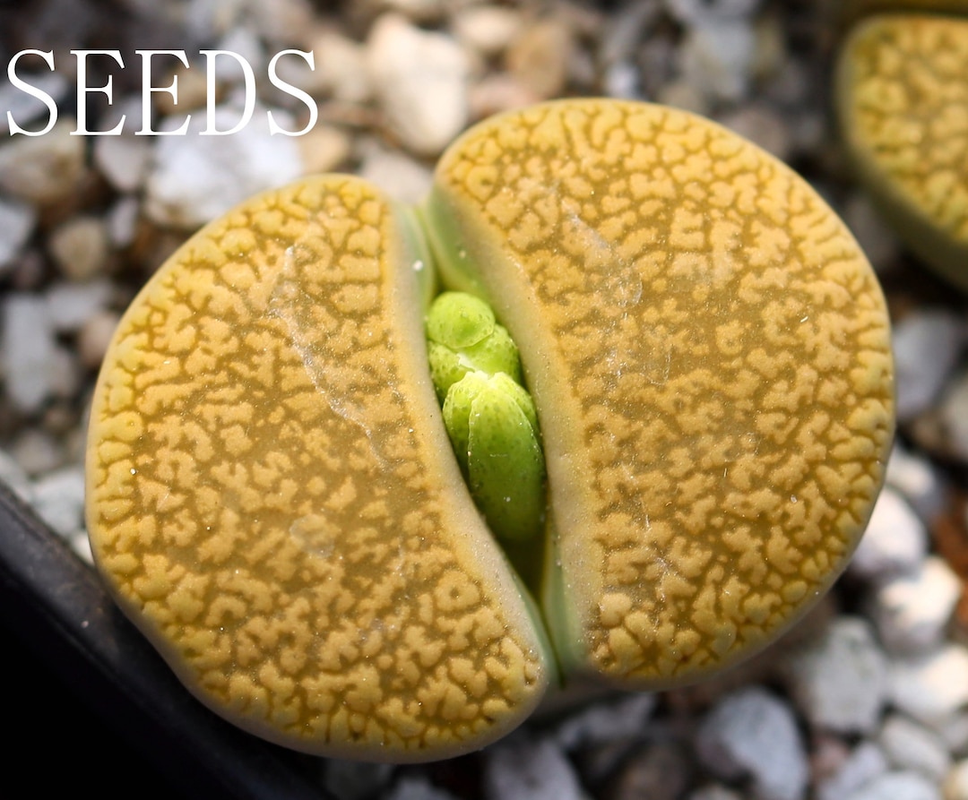 SEEDS - Lithops Aucampiae 'jackson’s Jade' 20seeds C395 - Etsy