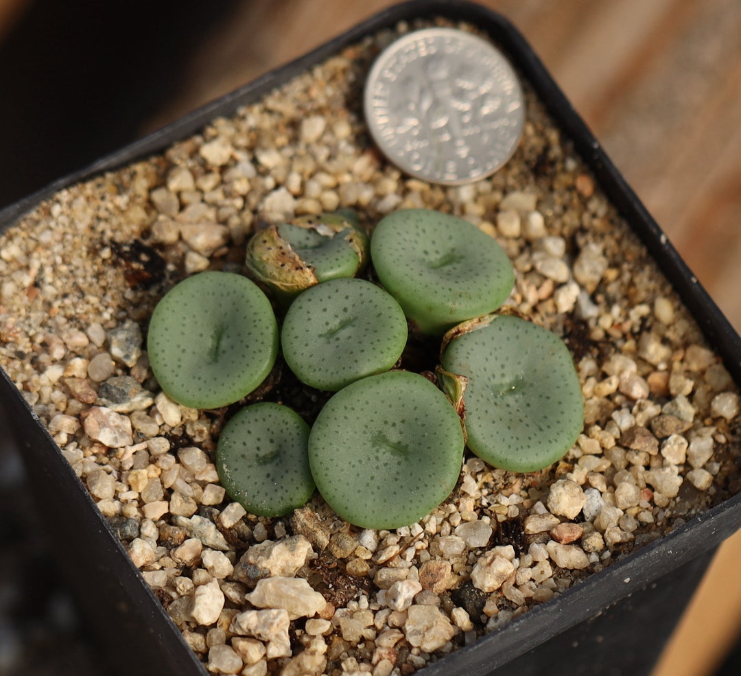Plant Conophytum Crateriforme - Etsy