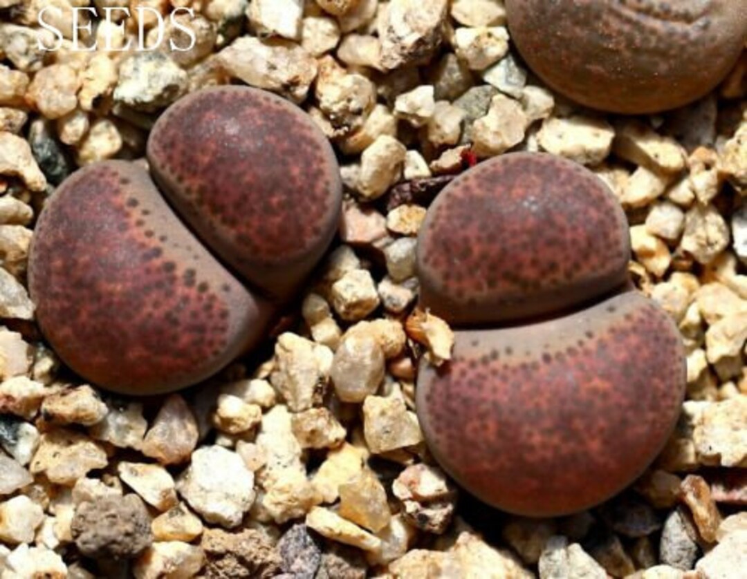 SEEDS - Lithops Localis（terricolor）30seeds - Etsy