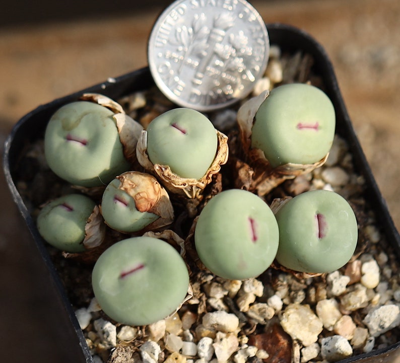 Plant-full Pot-conophytum Pageae - Etsy