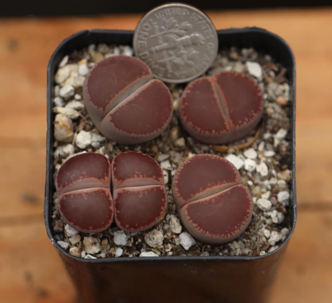 Plant-full Pot- Lithops Aucampiae Kokerboom ‘KO’ - Etsy