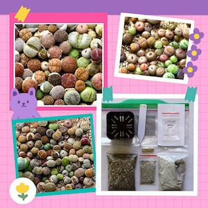 Lithops-germination Sowing Kit -soil-mix Seeds - Etsy
