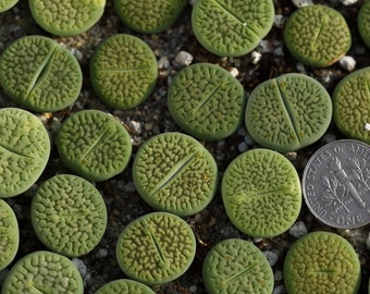 Colorful Lithops Seeds, Amazing Colors, Fun and Easy to Grow, Gift Idea ...