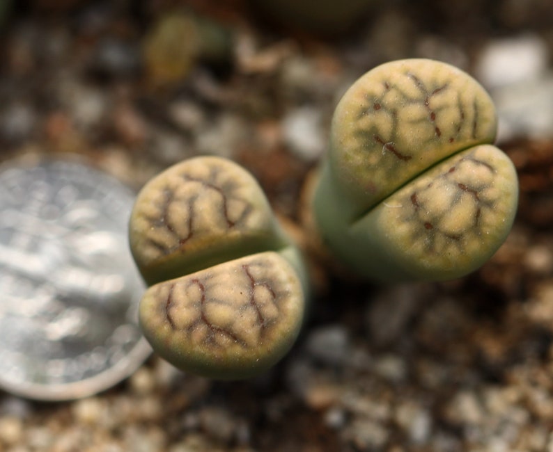 Plant Lithops Karasmontana 'avocado Cream' C370A - Etsy