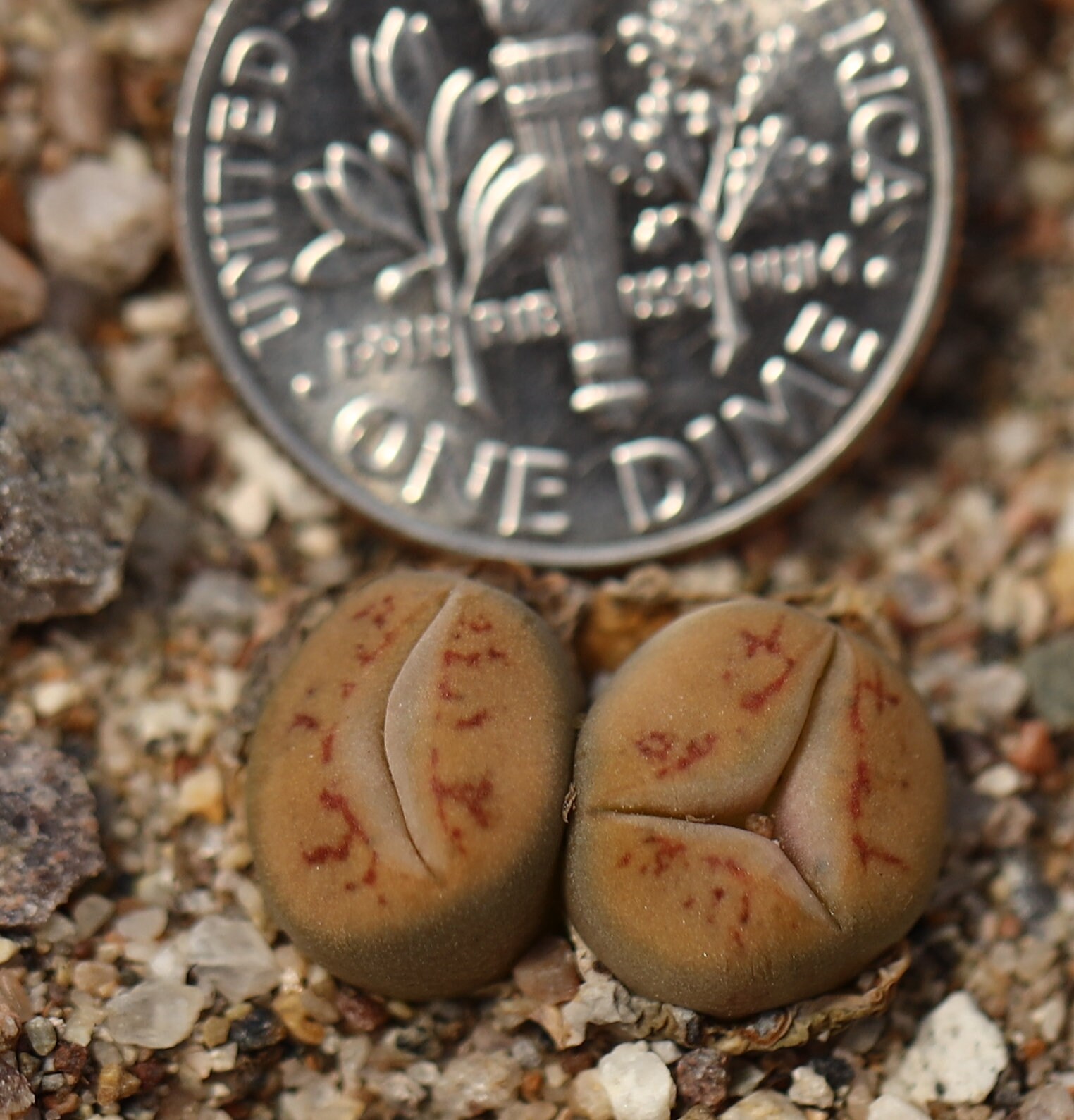 Plant one Lithops Schwantesii PVB8347 - Etsy