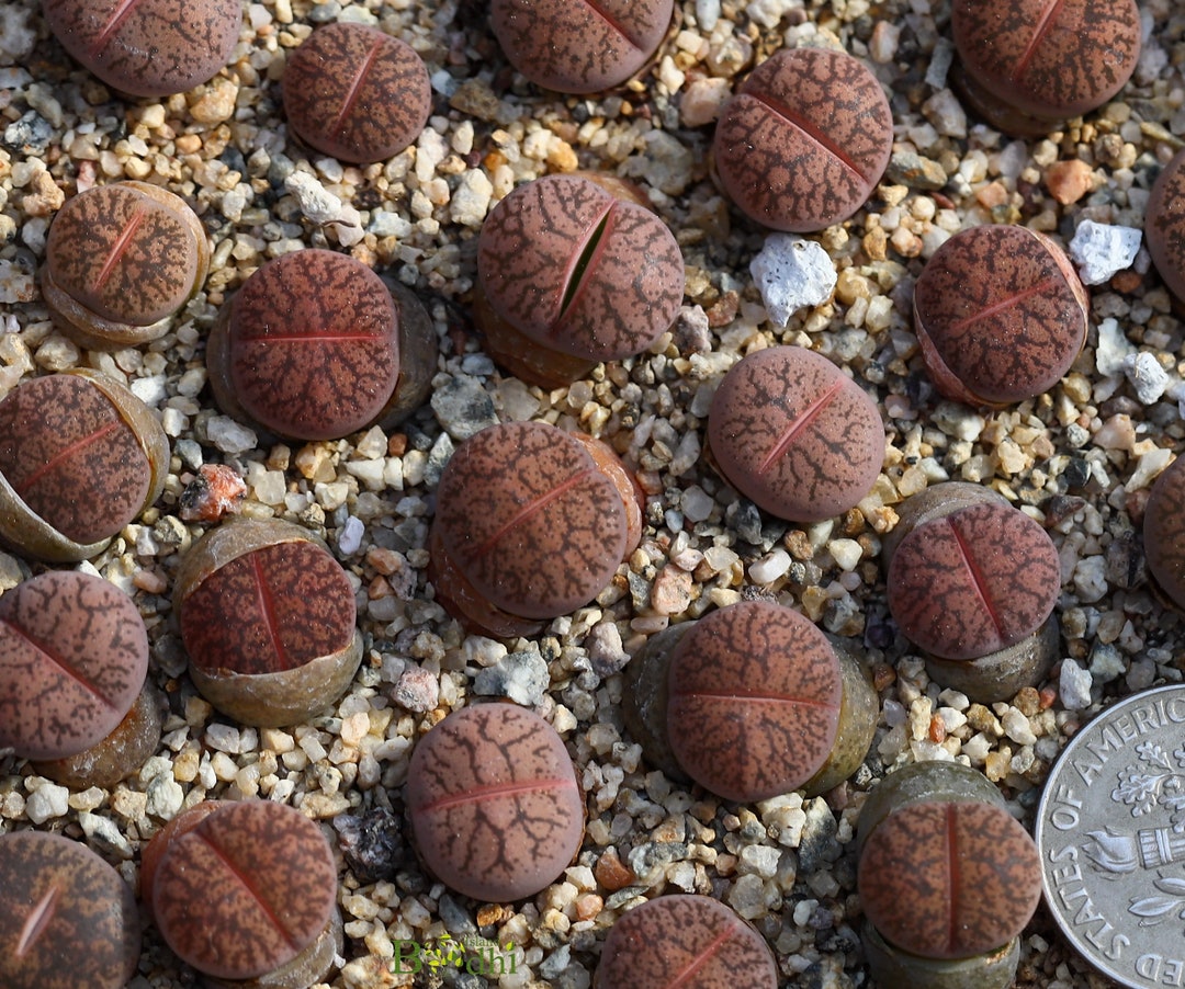 Plant-1- Dinterops （d.vanzylii × C204） - Etsy