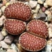 SEEDS - Lithops Julii 10seeds 'red Flare' C259 - Etsy