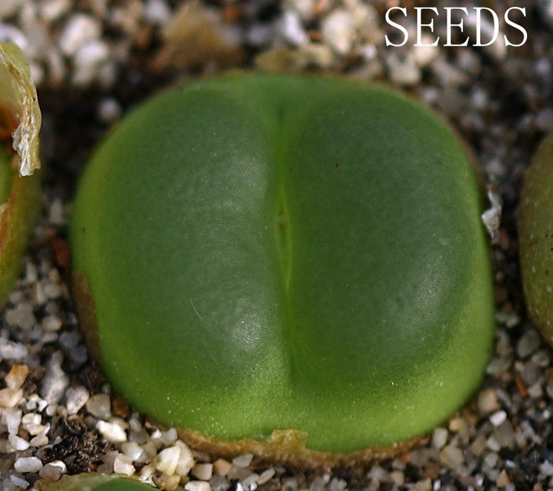Seeds-conophytum Ratum 'horn' 10seeds - Etsy