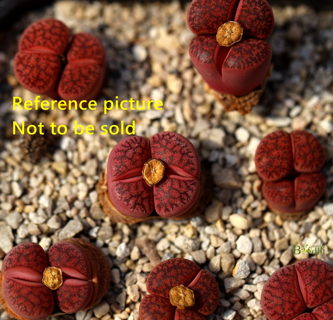 Plant -1-dinterops（ D.vanzylii × “fred's Redhead”） - Etsy