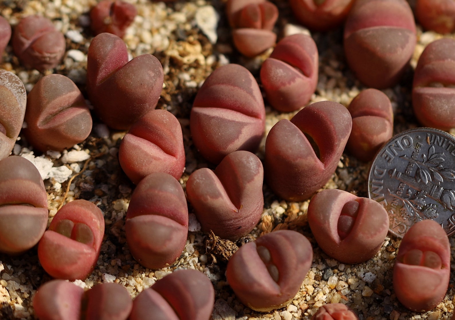 Plant 1 lithops Optica 'rubra' C81A - Etsy