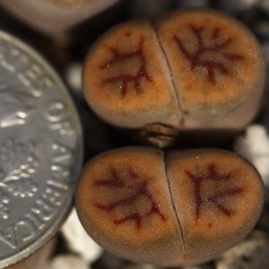 Plant one Lithops Schwantesii PVB8347 - Etsy