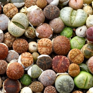 Lithops-germination Sowing Kit -soil-mix Seeds - Etsy