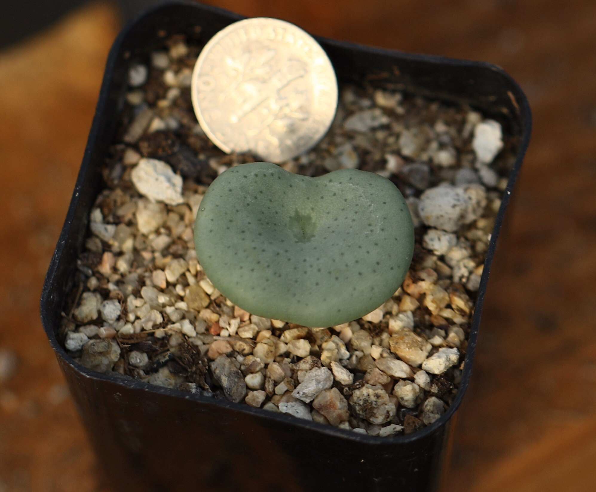 Plant Conophytum Crateriforme - Etsy