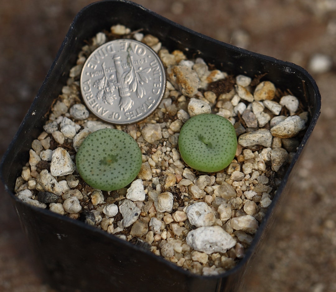 Plant Conophytum Crateriforme - Etsy