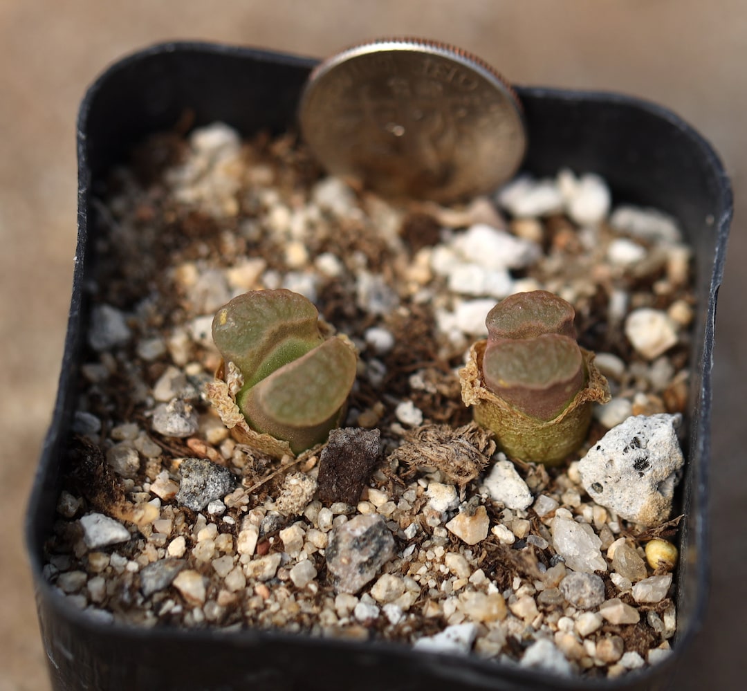Plants-full Pot- Conophytum Caroli Banke - Etsy