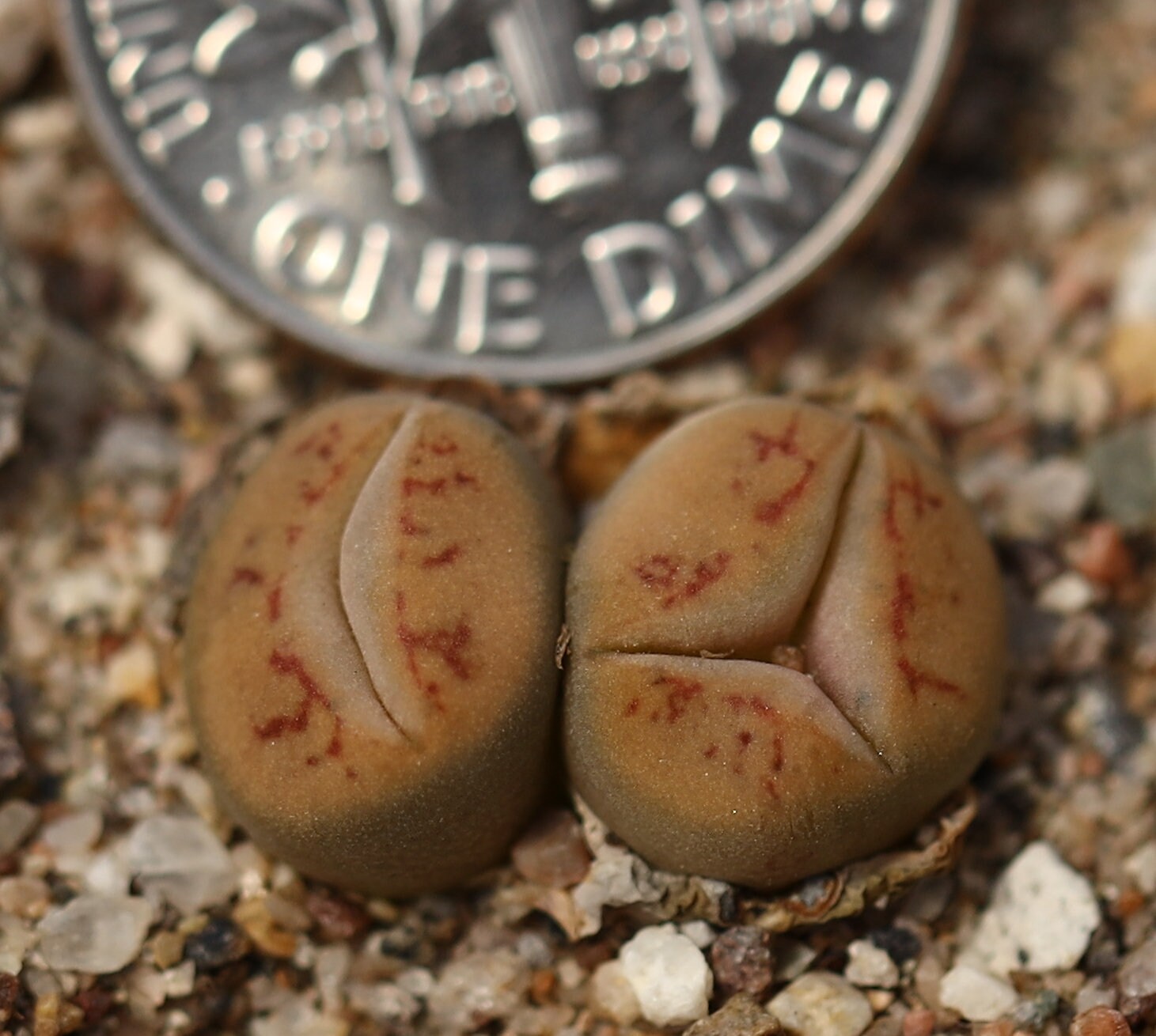 Plant one Lithops Schwantesii PVB8347 - Etsy