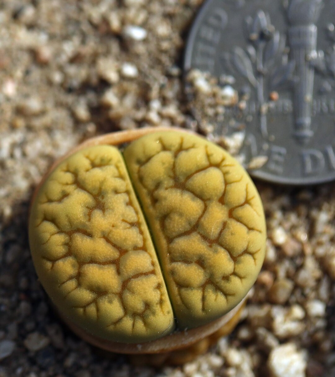 Plant - Lithops Gracilidelineata ‘vertigo’ - Etsy