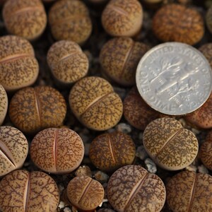 Plant -1- Dinteranthus.vanzylii × L.lesliei Dinterops “stonesthrow” - Etsy