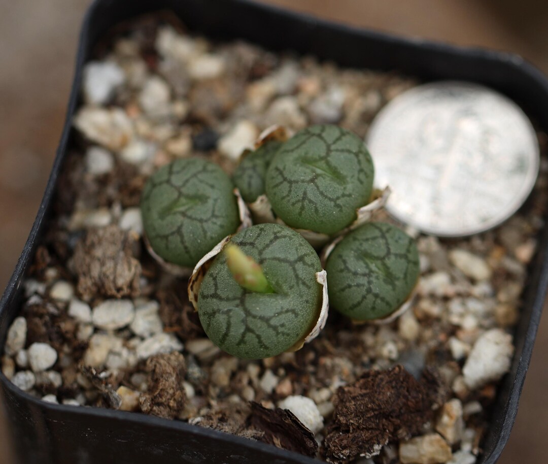 Plant- Conophytum Minimum - Etsy