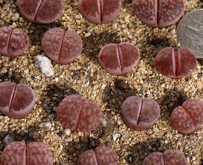 Plant 1 Lithops Karasmontana axel's Rose' - Etsy