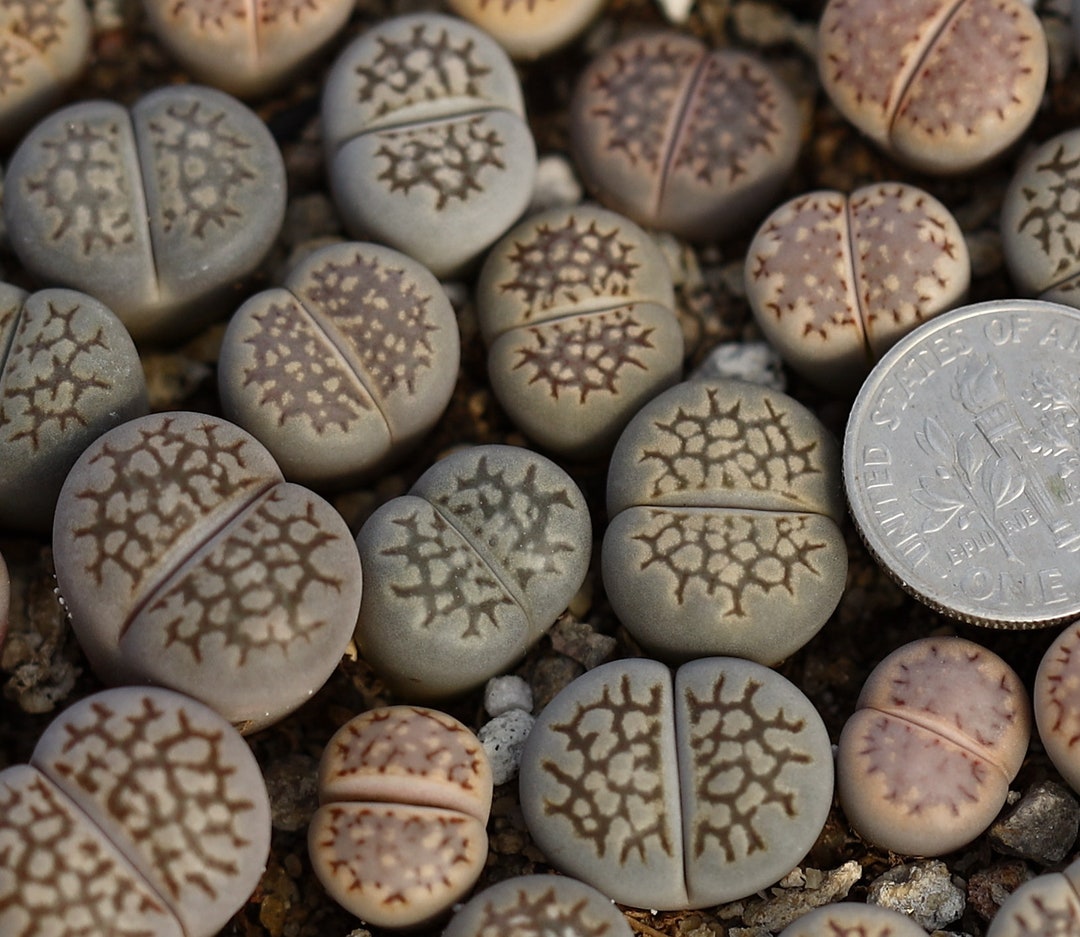 Plant -1- Lithops Hallii - Etsy