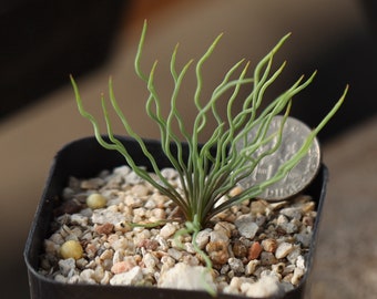 Bulbine Torta Snake-like Succulent: Full Sun Coiling Plant - Etsy