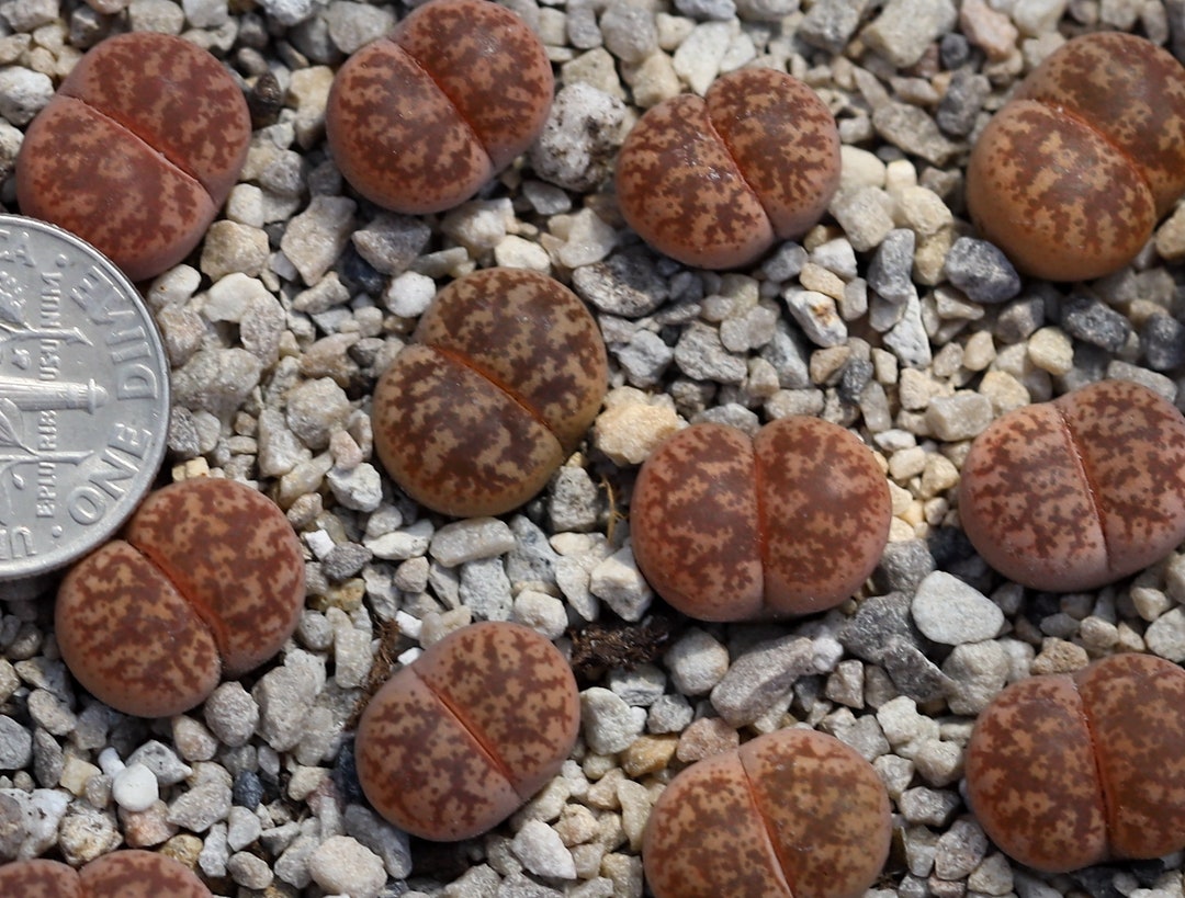 Plant-1- Lithops Coleorum C396 - Etsy