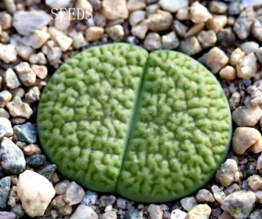 SEEDS - Lithops Hookeri 'annarosa' 25seeds - Etsy