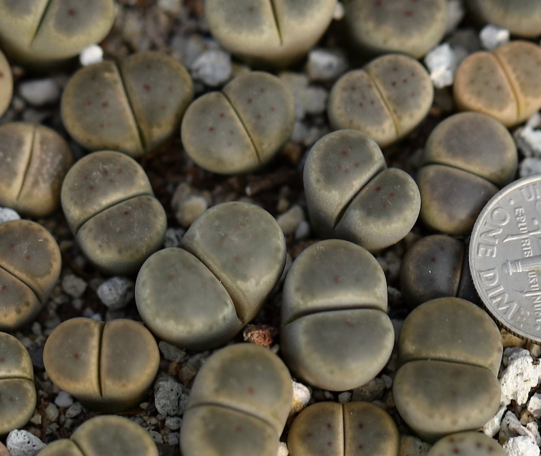 Plant - 1 -lithops Dinteri C268 - Etsy