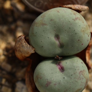 Plant- Conophytum Pageae - Etsy