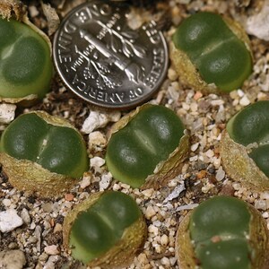 Plant-one-conophytum Ratum Horn - Etsy