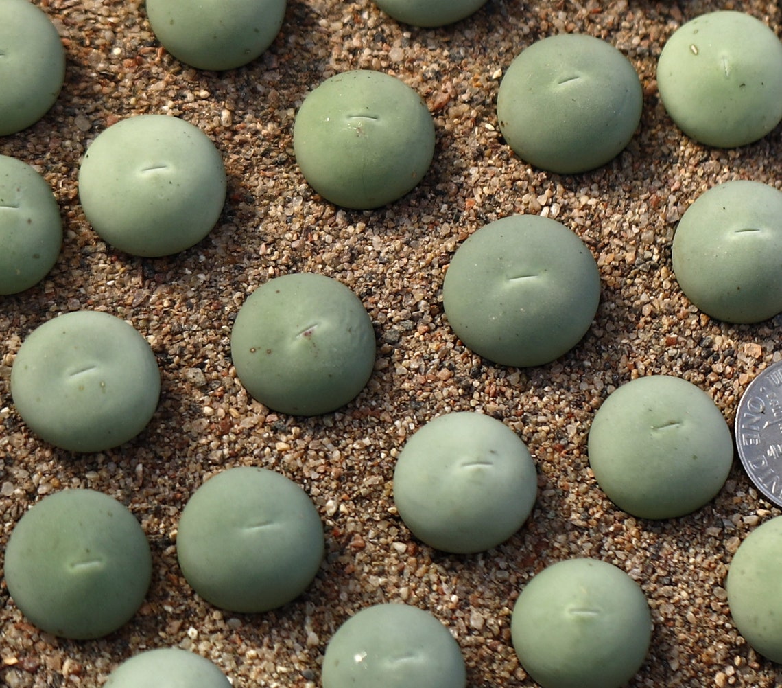 Plant-1 Conophytum Calculus - Etsy